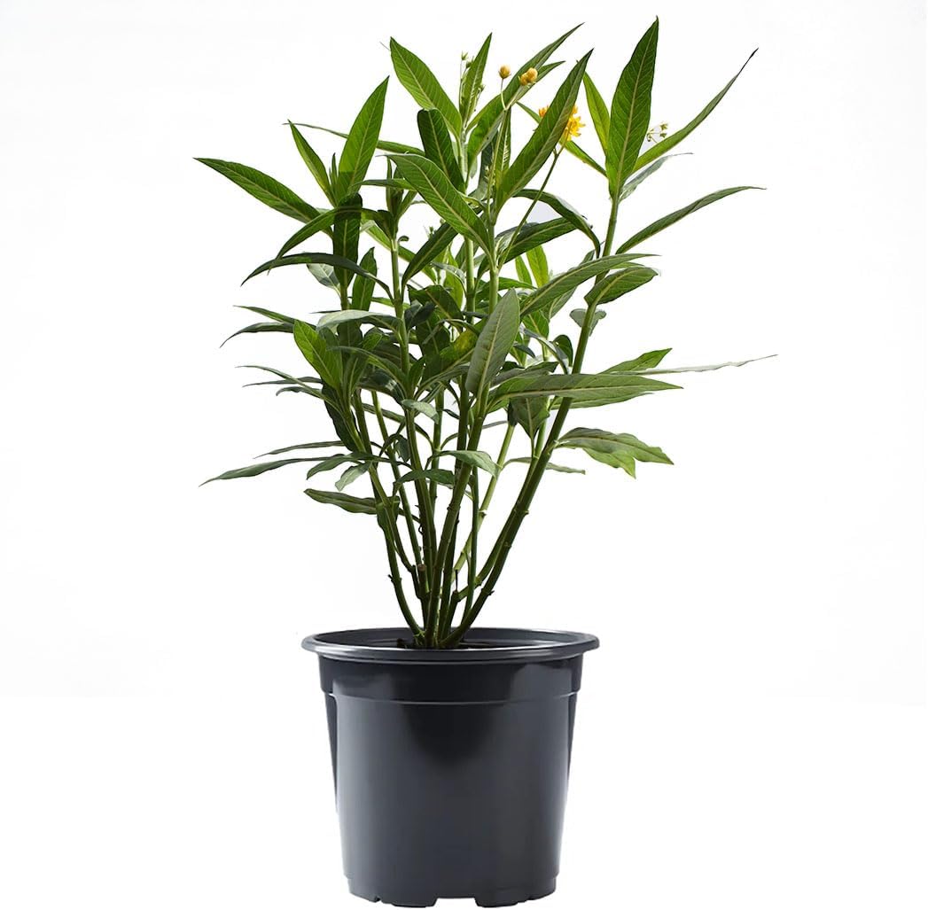 Milkweed | American Plant Exchange – AmericanPlantExchange