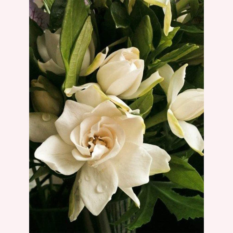 Buy a Mini Gardenia Tree Veitchii Live Plant | American Plant Exchange ...