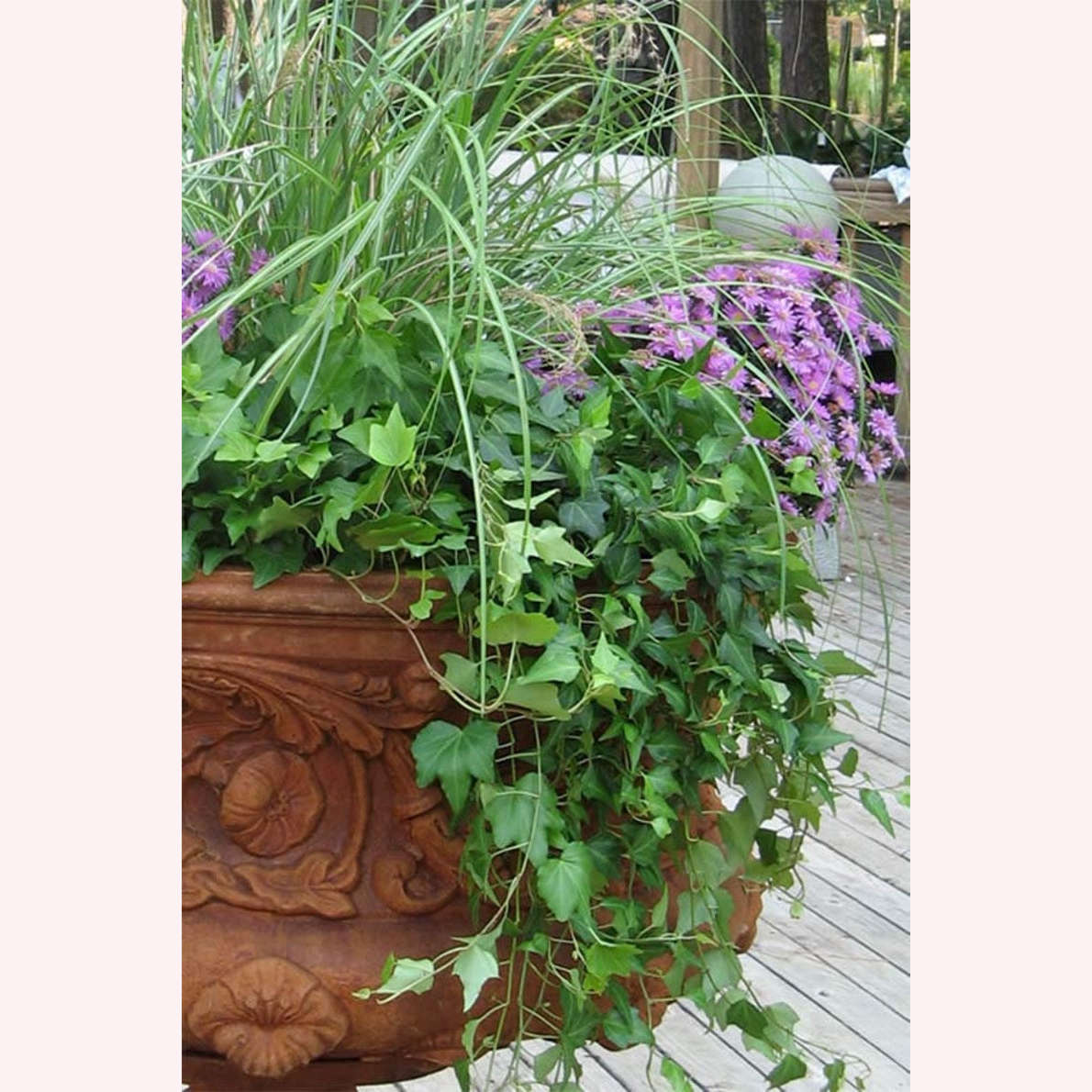Buy a Green Ivy Needle Point Plant | American Plant Exchange ...