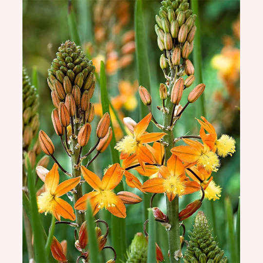 Buy a Orange Bulbine 1 gallon Live Plant | American Plant Exchange ...